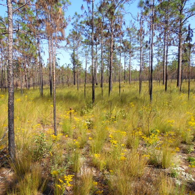 Longleaf Pine Can Grow Legacy, Profitability | N.C. Cooperative Extension